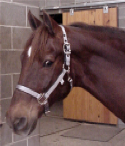 | Horse Products -by Fabri-Tech, Inc